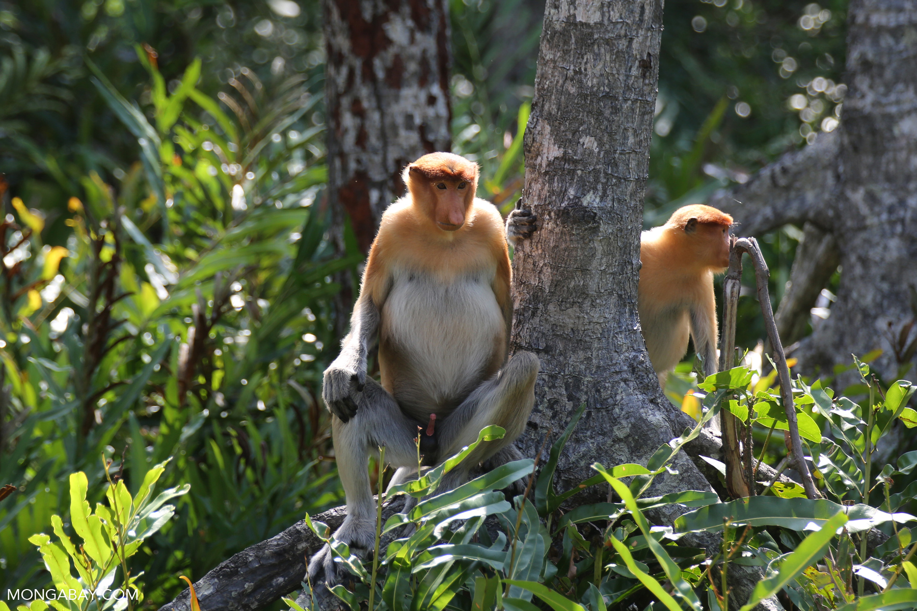 Biodiversity: Worrying uptick in proboscis monkey trade in Indonesia ...